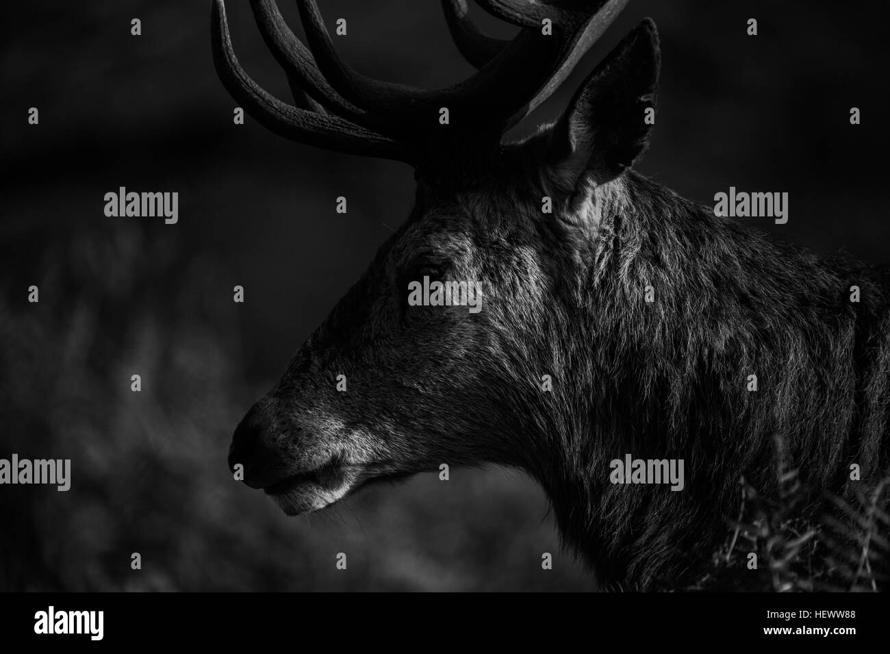 Deer Black and White Stock Photos & Images - Alamy