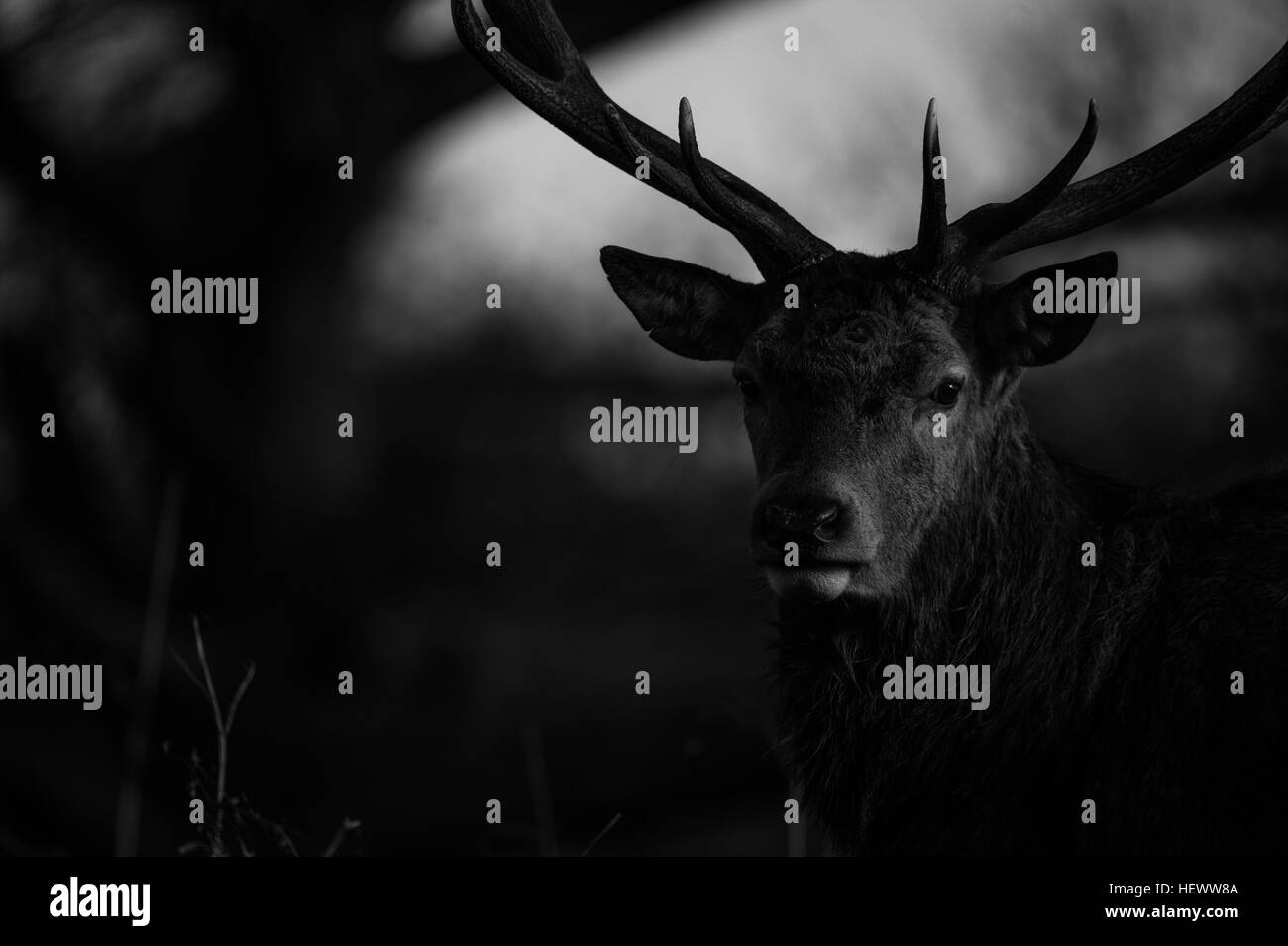 English red deer Black and White Stock Photos & Images - Alamy