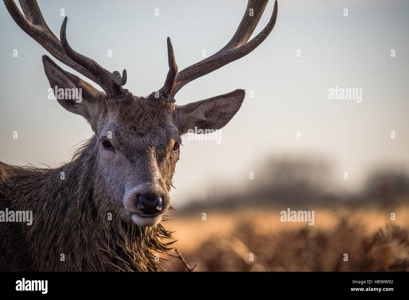 Deer High Resolution Stock Photography and Images - Alamy
