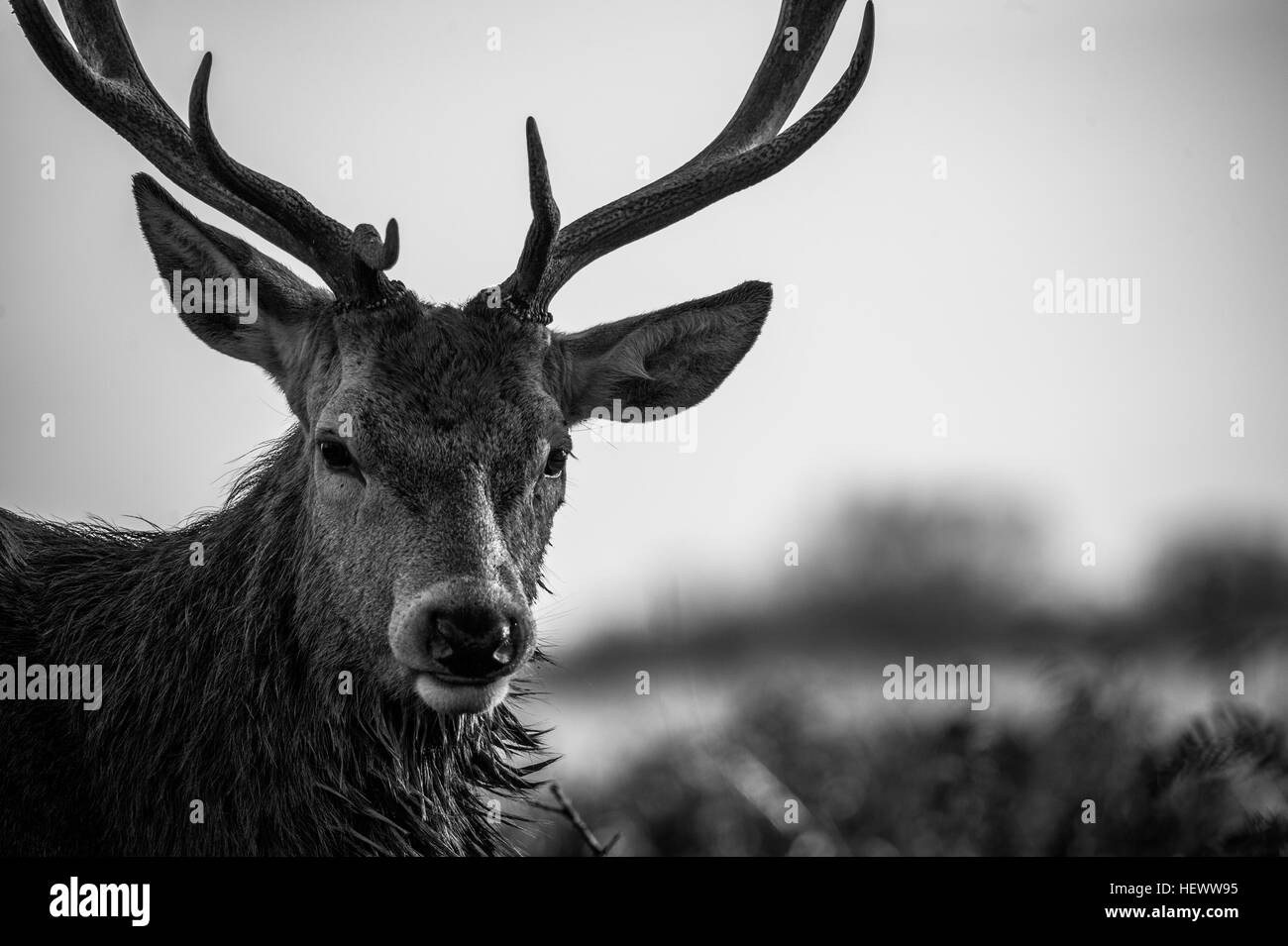 English red deer Black and White Stock Photos & Images - Alamy