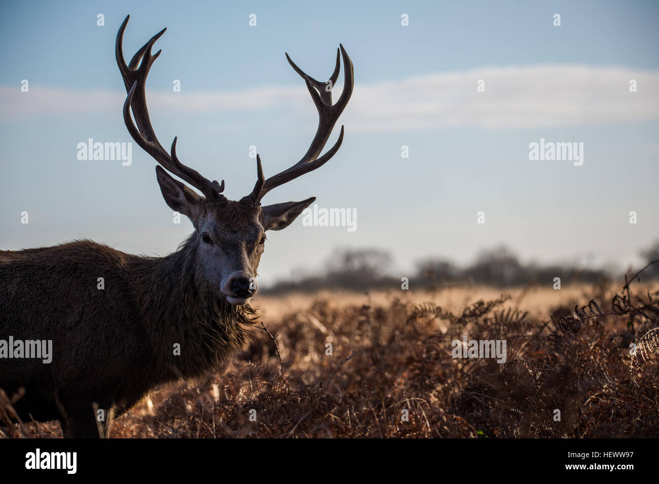 Fall Deer Season High Resolution Stock Photography and Images - Alamy