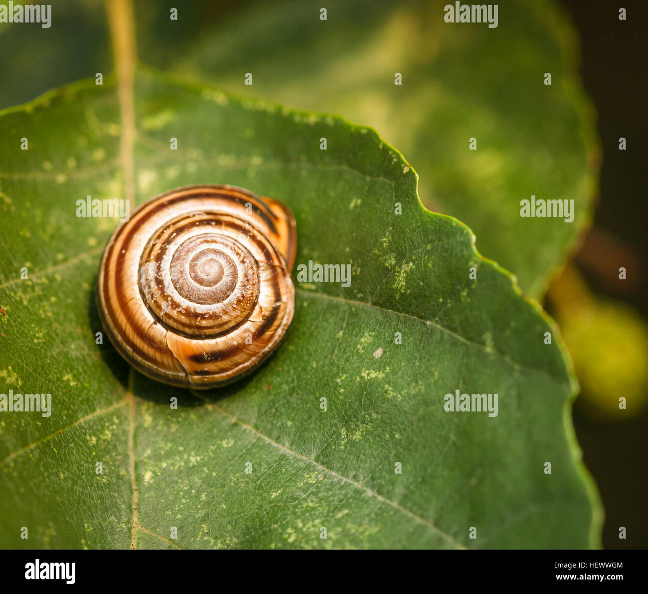 Snail shell circular pattern hi-res stock photography and images - Alamy