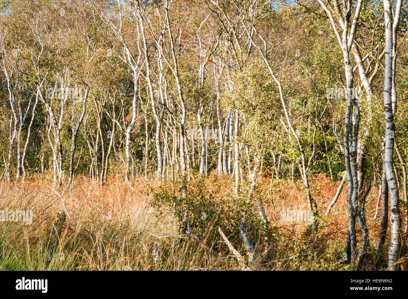 Silver birch betula pendula young hi-res stock photography and images ...