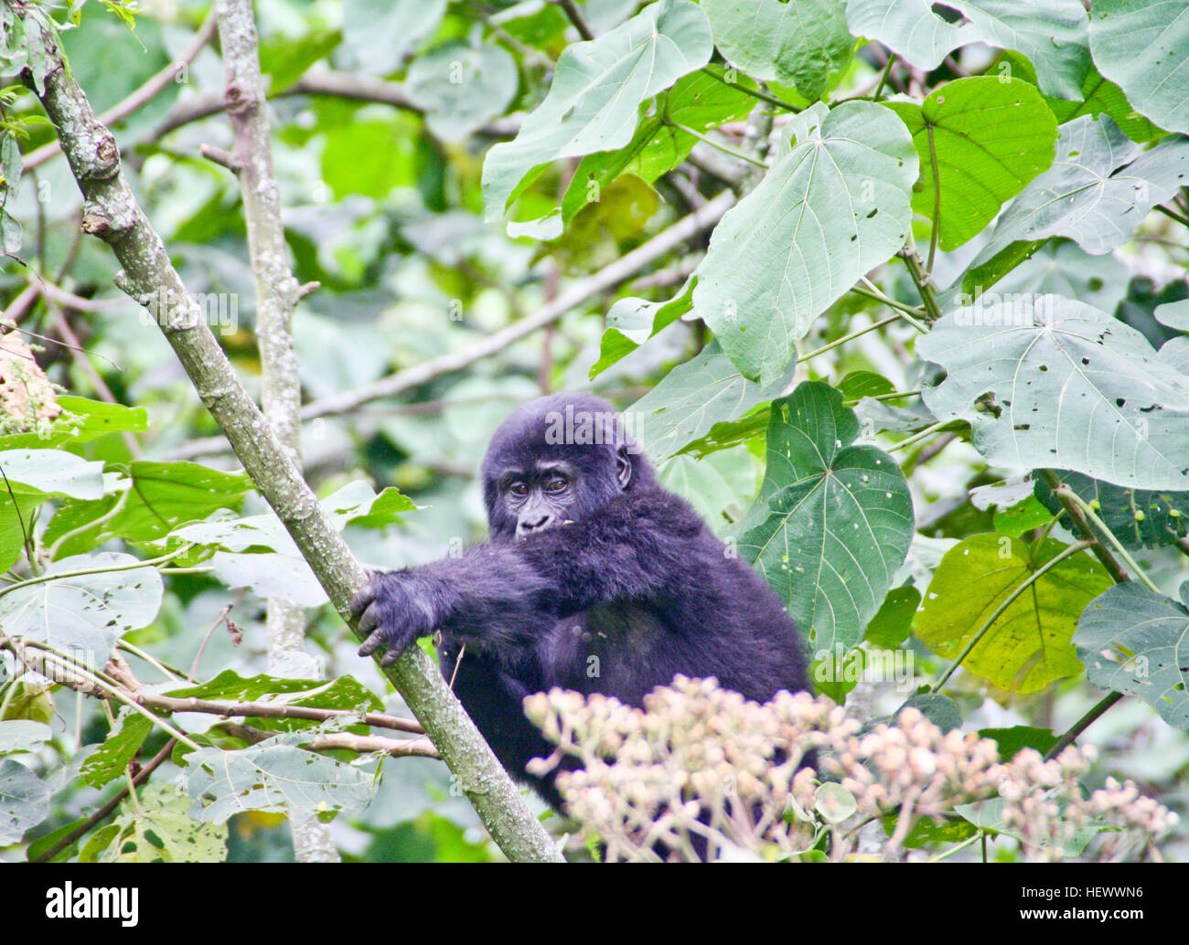 Baby mountain gorilla Stock Photo - Alamy Baby mountain gorilla Stock Photo - Alamy