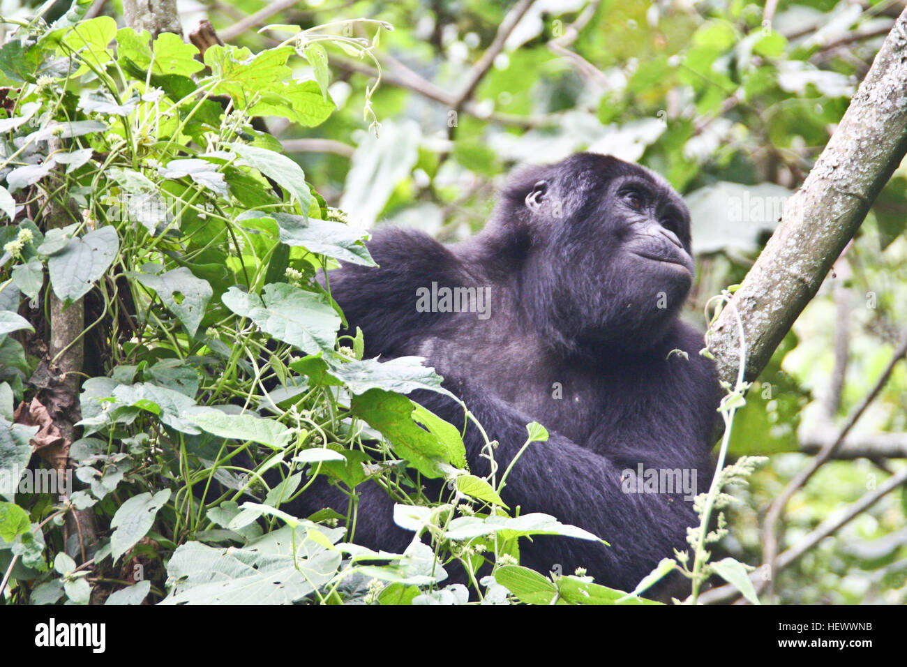 Mountain gorilla on a tree Stock Photo - Alamy