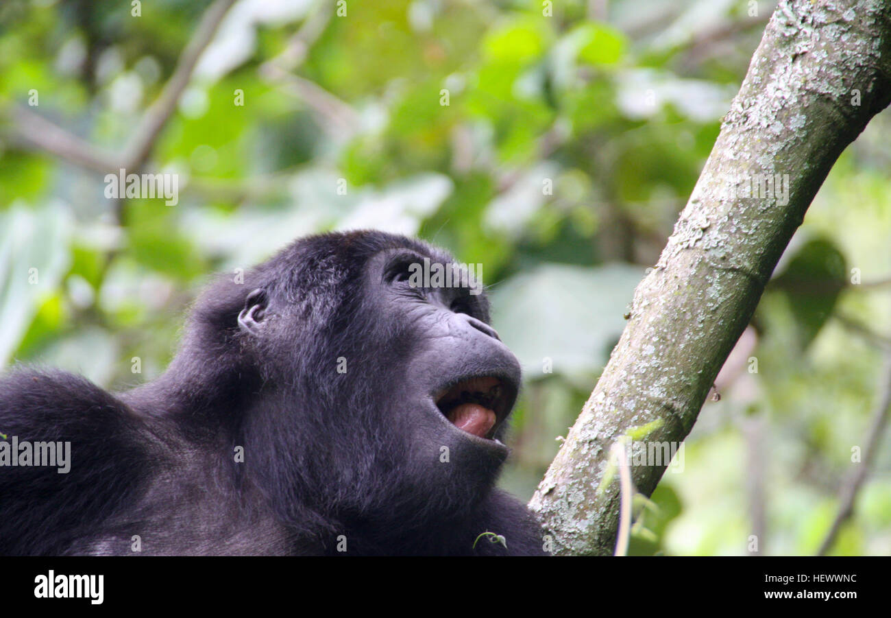 Mountain gorilla's head Stock Photo - Alamy