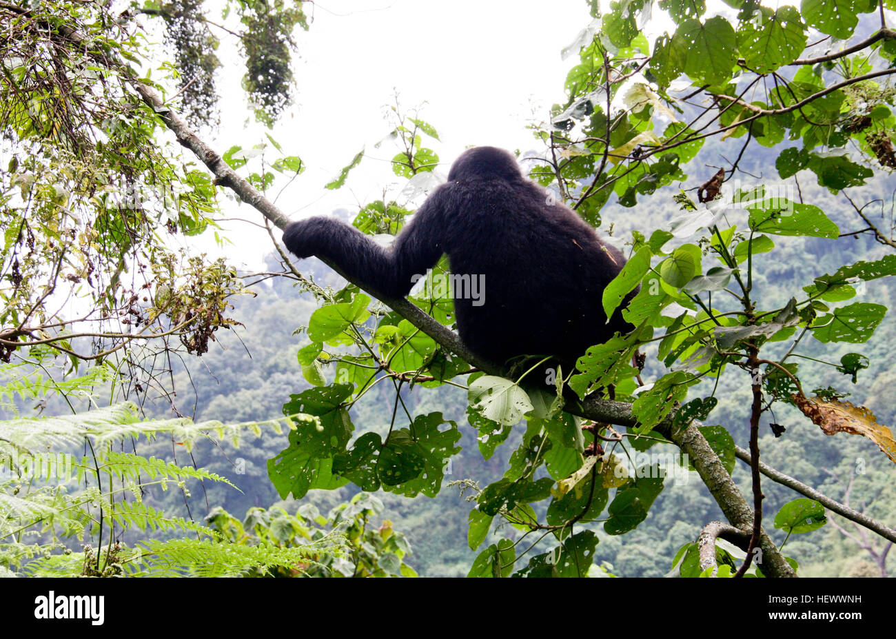 Mountain gorilla's back Stock Photo - Alamy