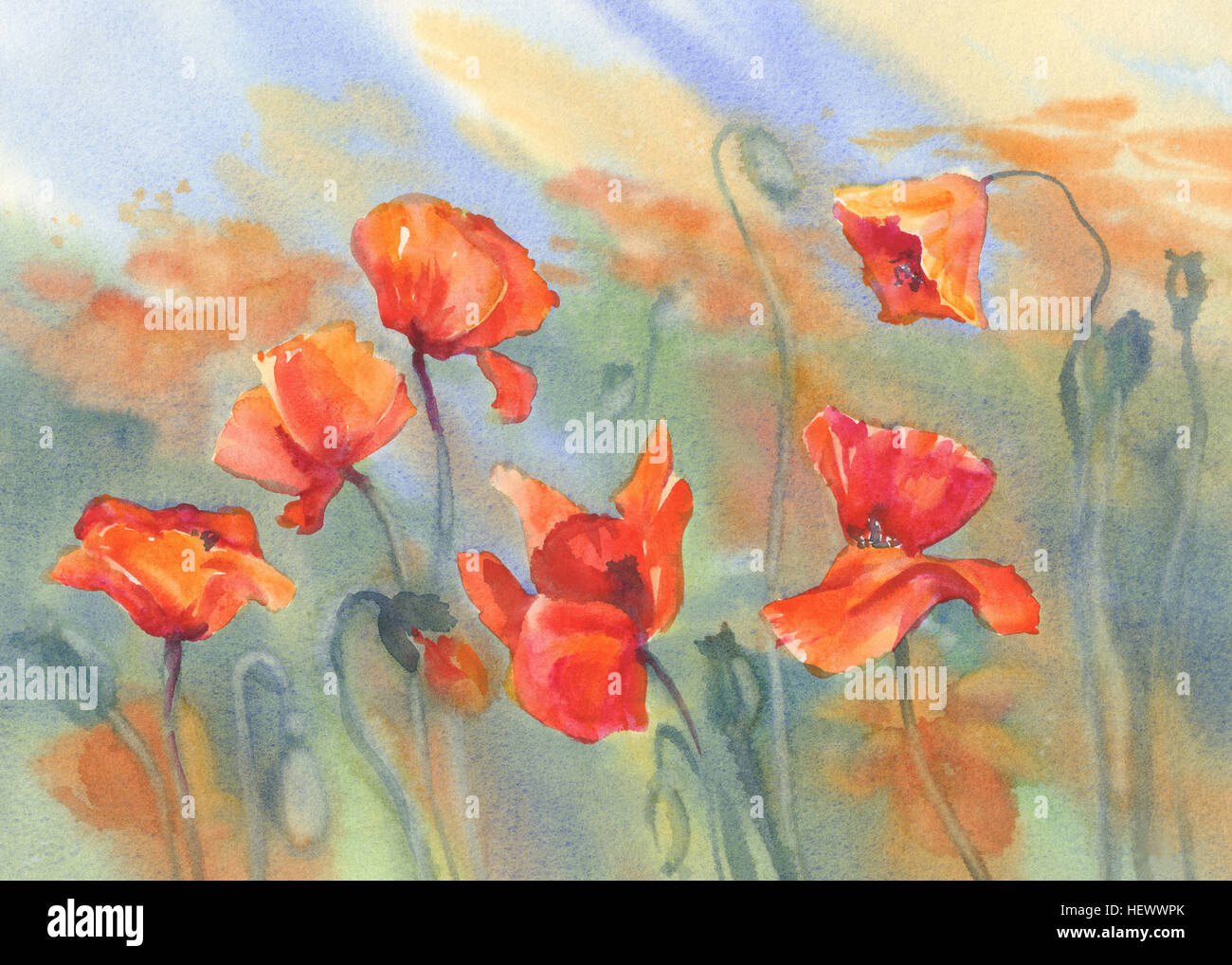 poppy field watercolor Stock Photo - Alamy
