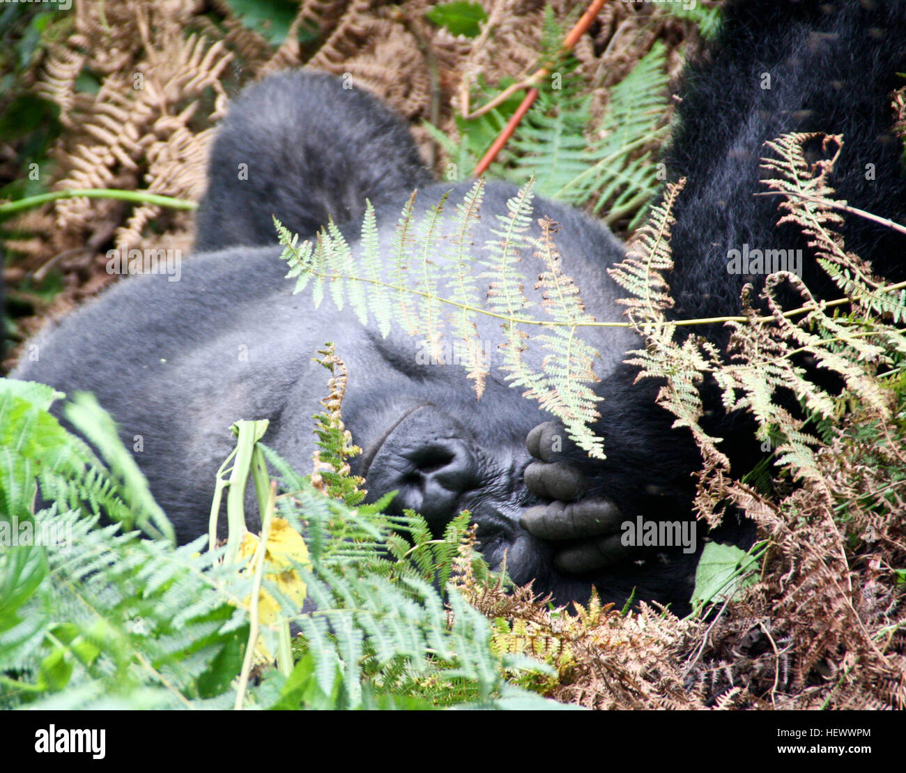 Silver Back Mountain Gorilla High Resolution Stock Photography and ...