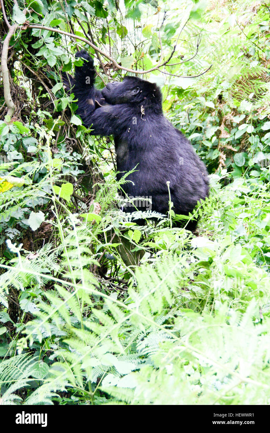 Gorilla tree hi-res stock photography and images - Alamy