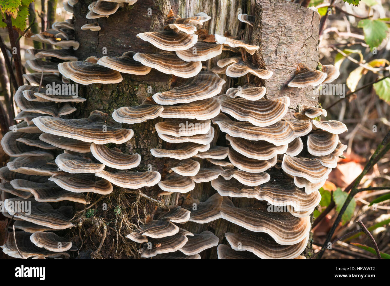 Many-Zoned polypore bracket fungus growing on a tree trunk Stock Photo ...