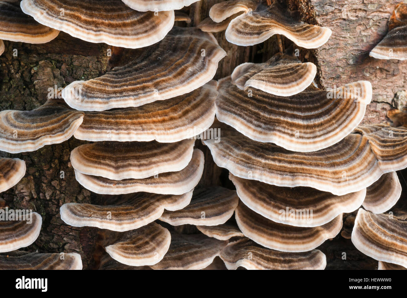 A close up image of Many-Zoned polypore bracket fungus growing on a ...
