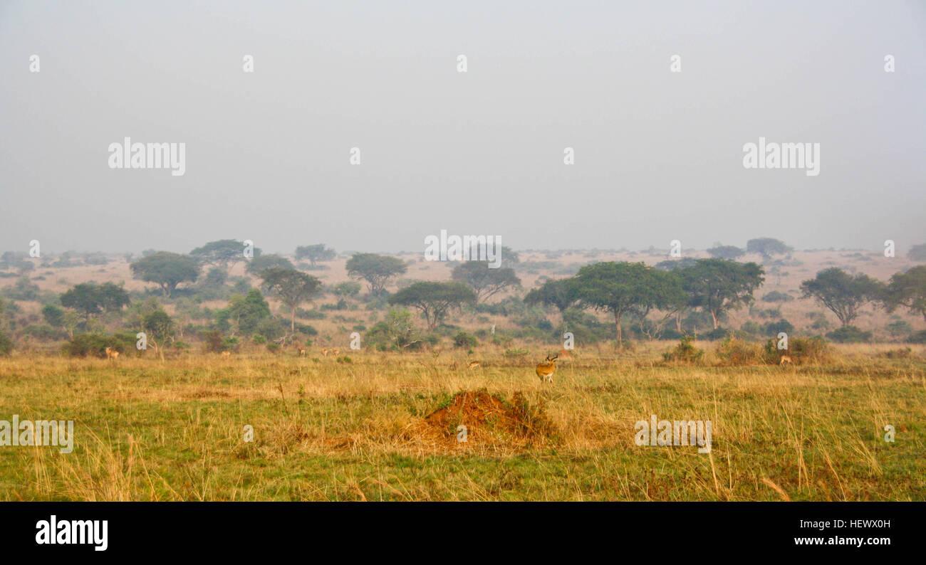Savanna background hi-res stock photography and images - Alamy