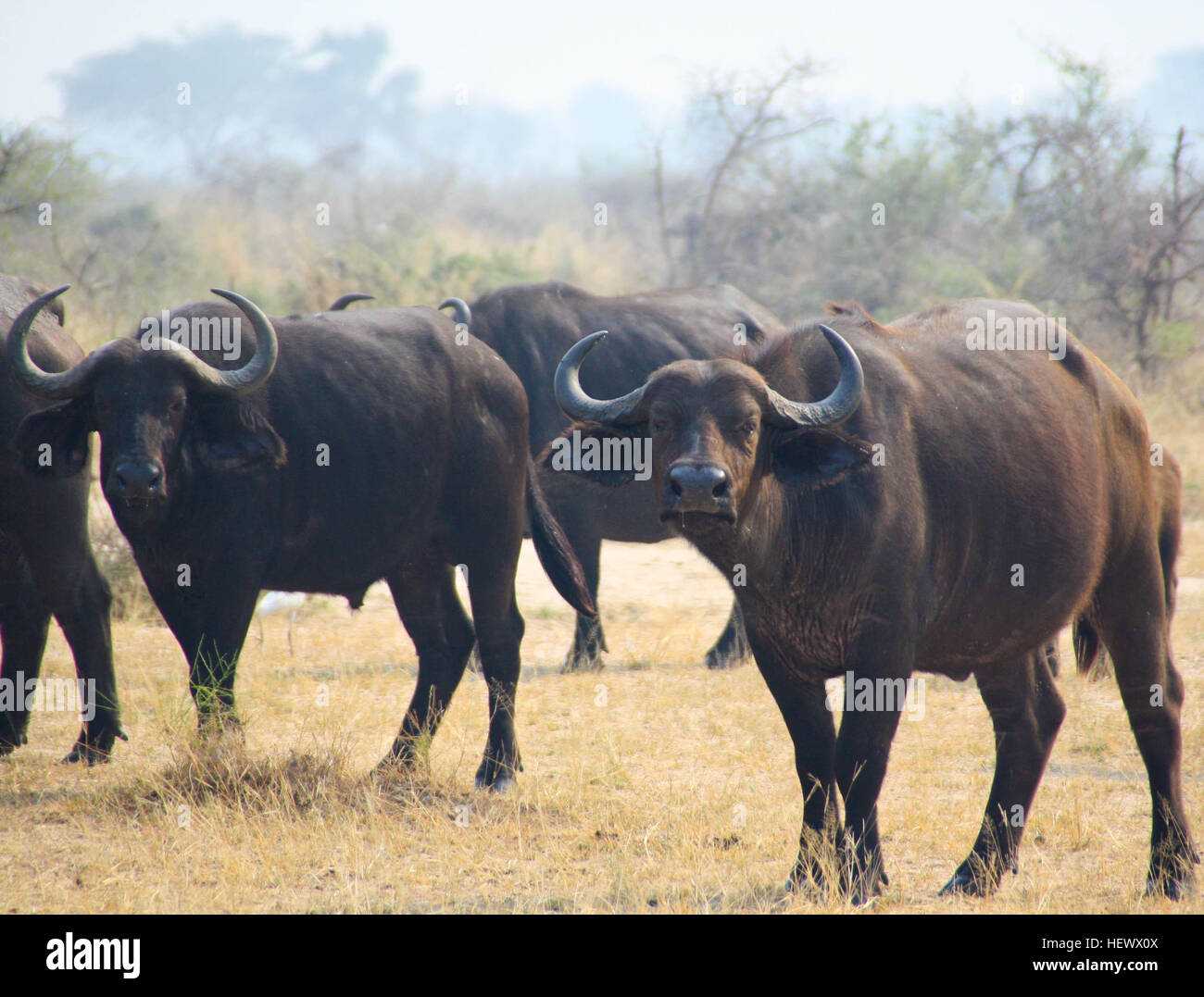 Water buffalo herd hi-res stock photography and images - Alamy