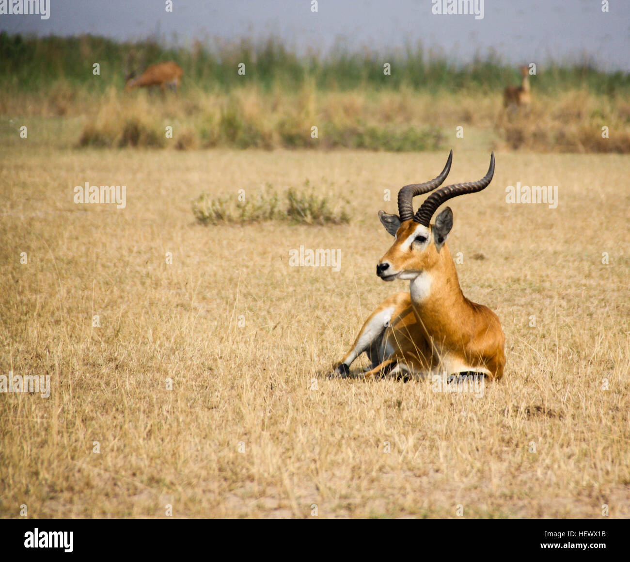 Savanna antelope hi-res stock photography and images - Alamy