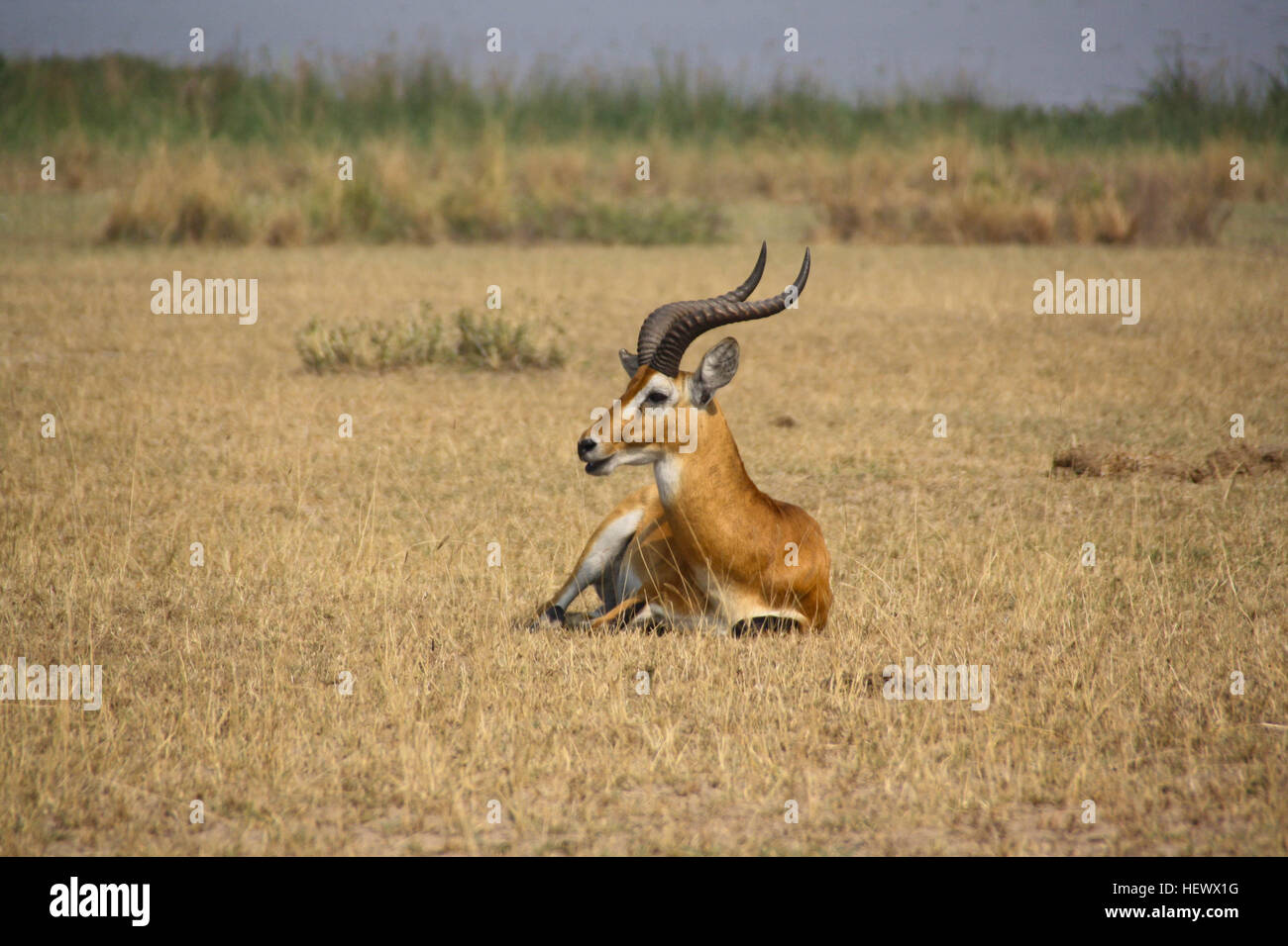 Savanna antelope hi-res stock photography and images - Alamy