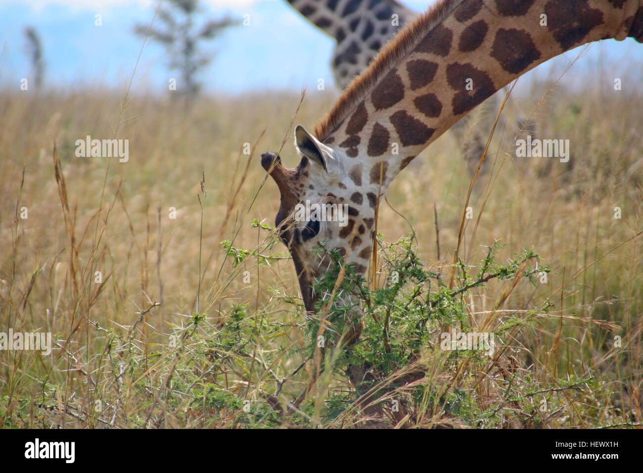 Giraffe grazing hi-res stock photography and images - Alamy
