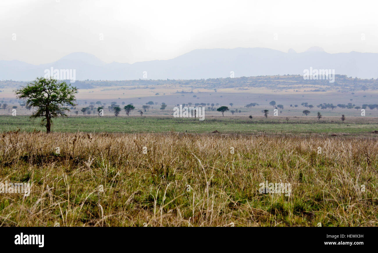 Bush savanna background hi-res stock photography and images - Alamy