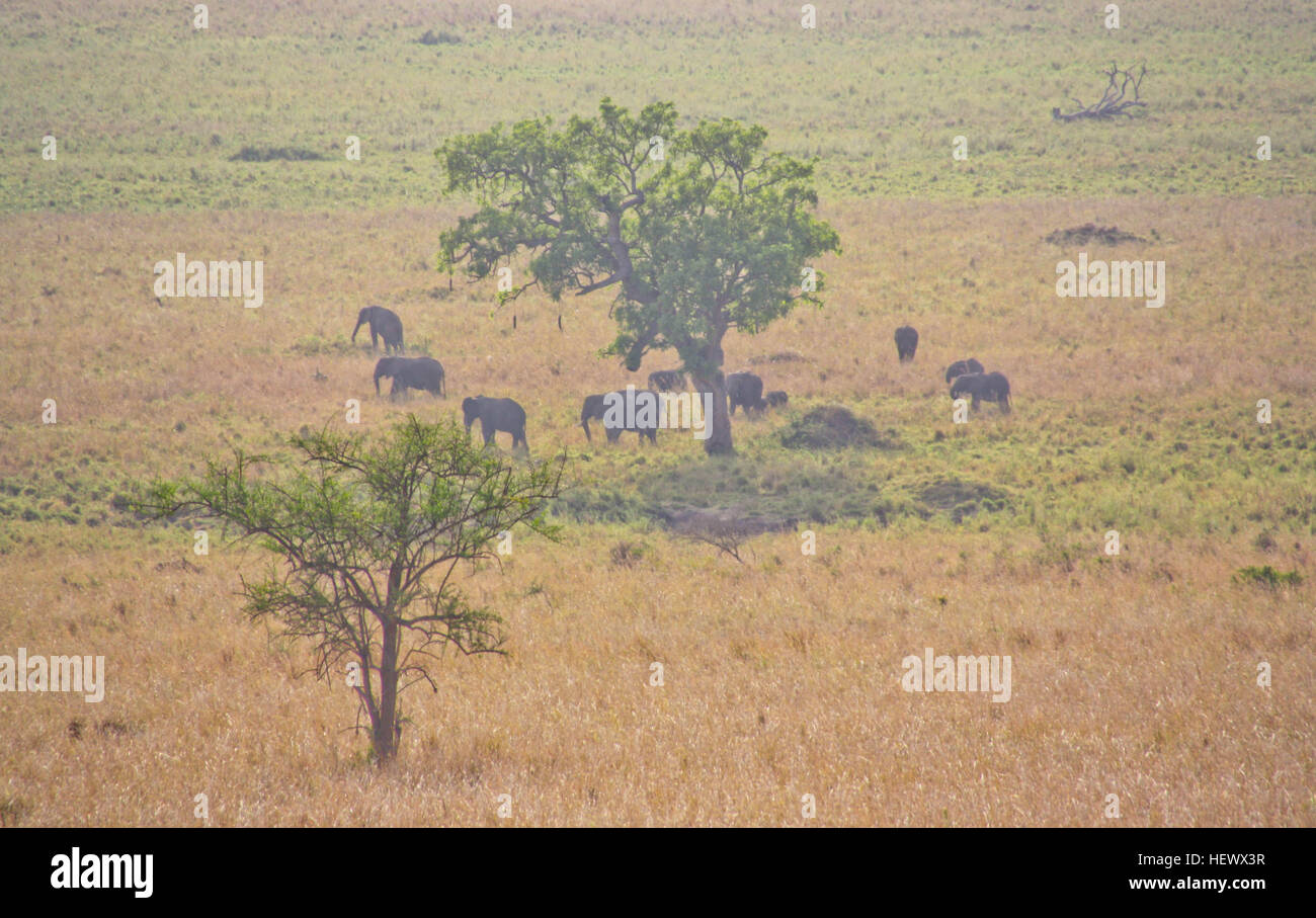 Bush savanna background hi-res stock photography and images - Alamy