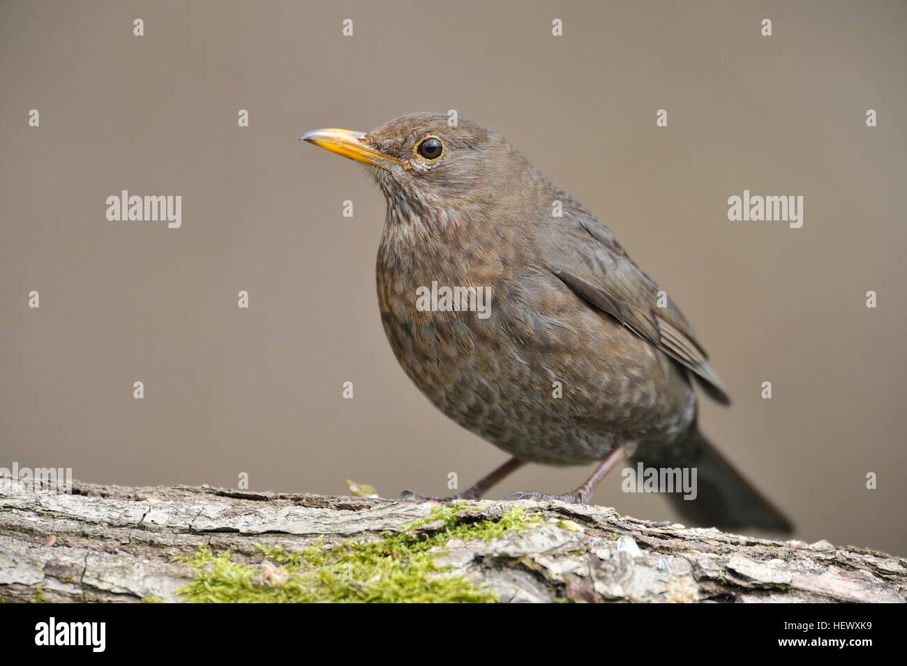 Eurasian Blackbird - Common Blackbird (Turdus merula) female standing ...
