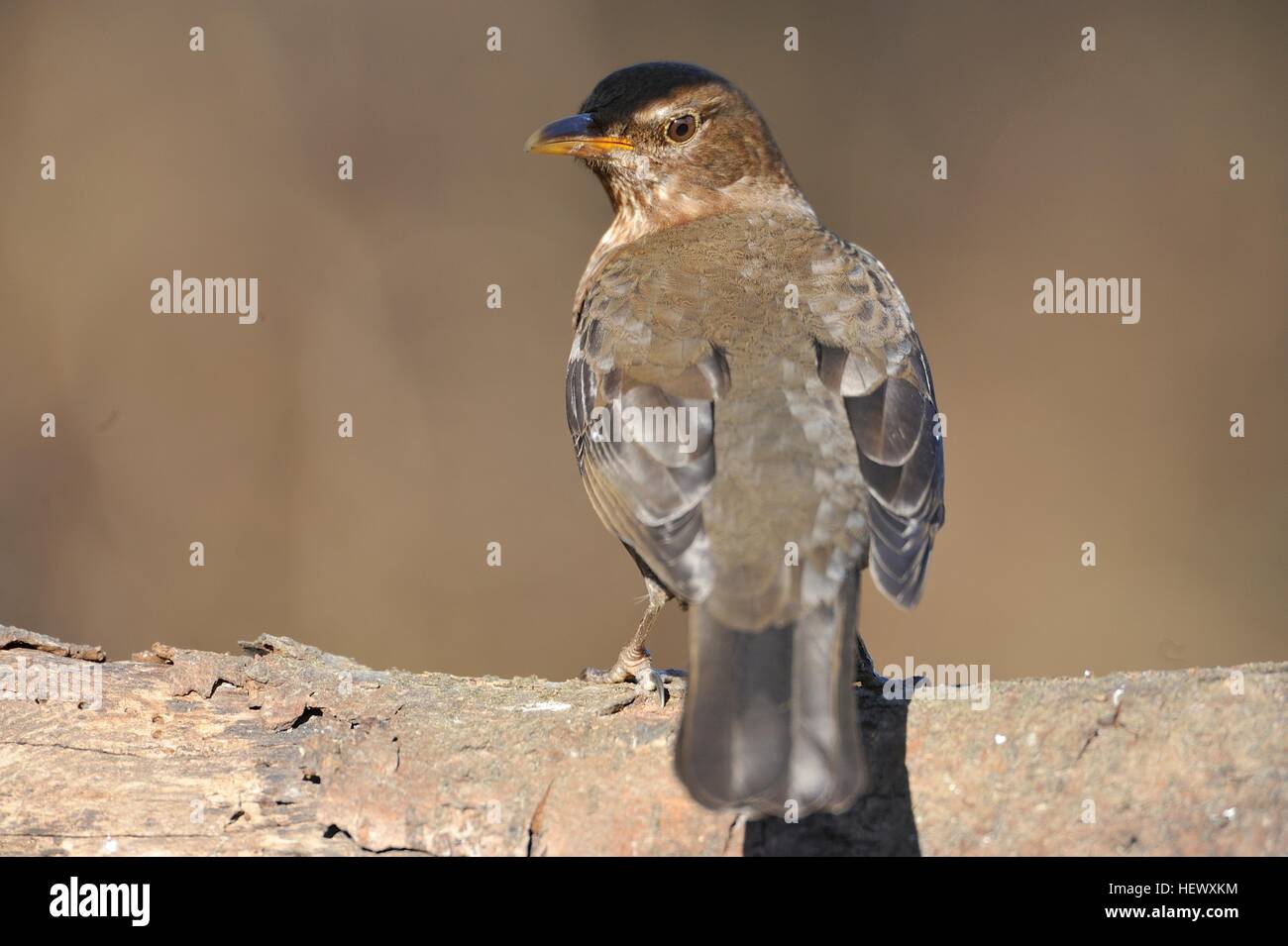 Eurasian Blackbird - Common Blackbird (Turdus merula) female standing ...