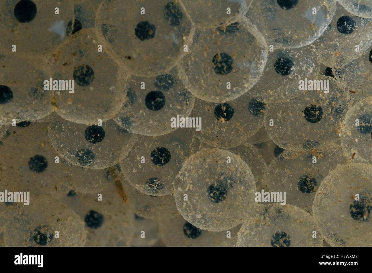 Common frog (Rana temporaria) clusters of eggs - embryos after 3 days ...