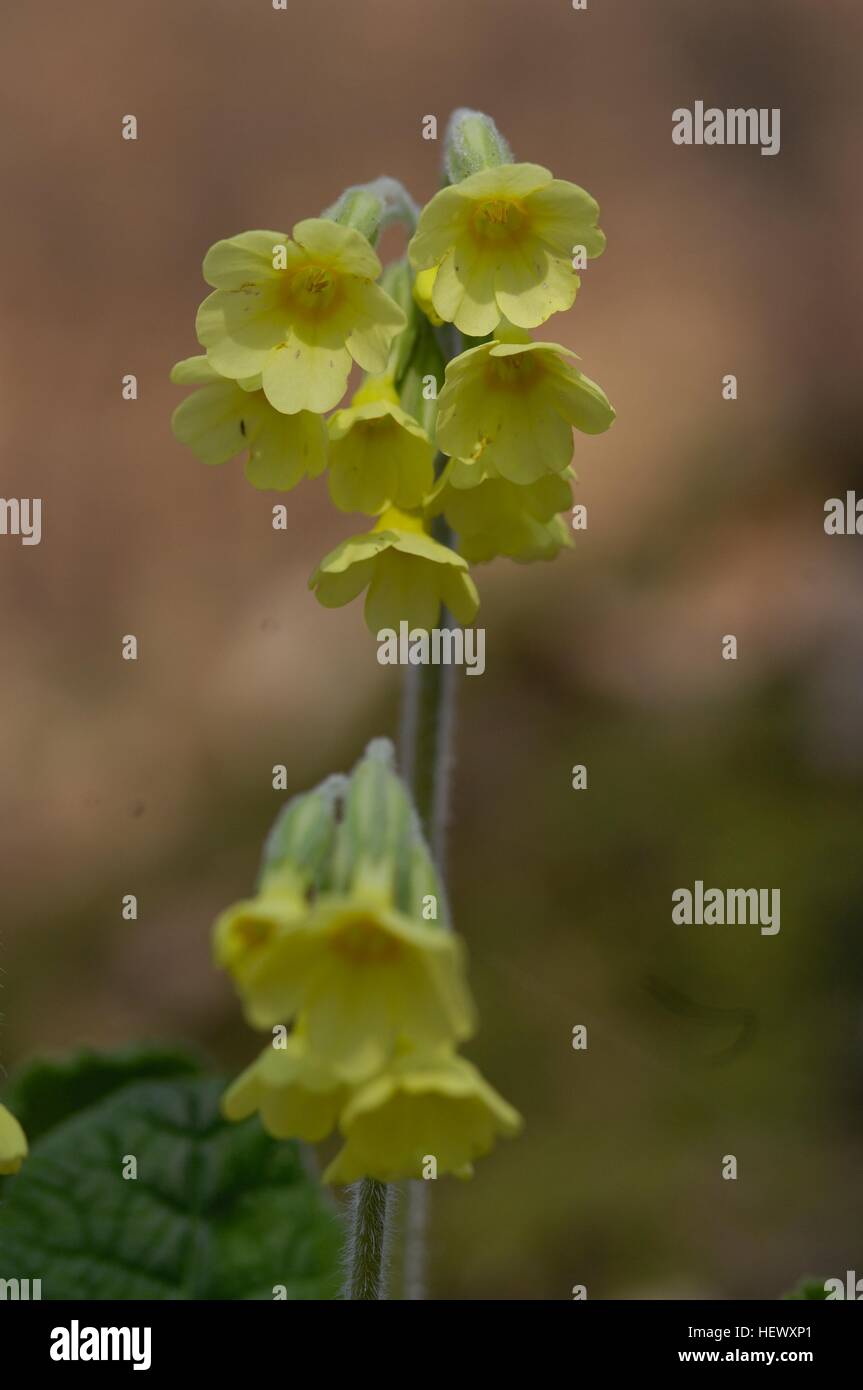 True Oxlip (Primula elatior) flowering at spring Stock Photo - Alamy