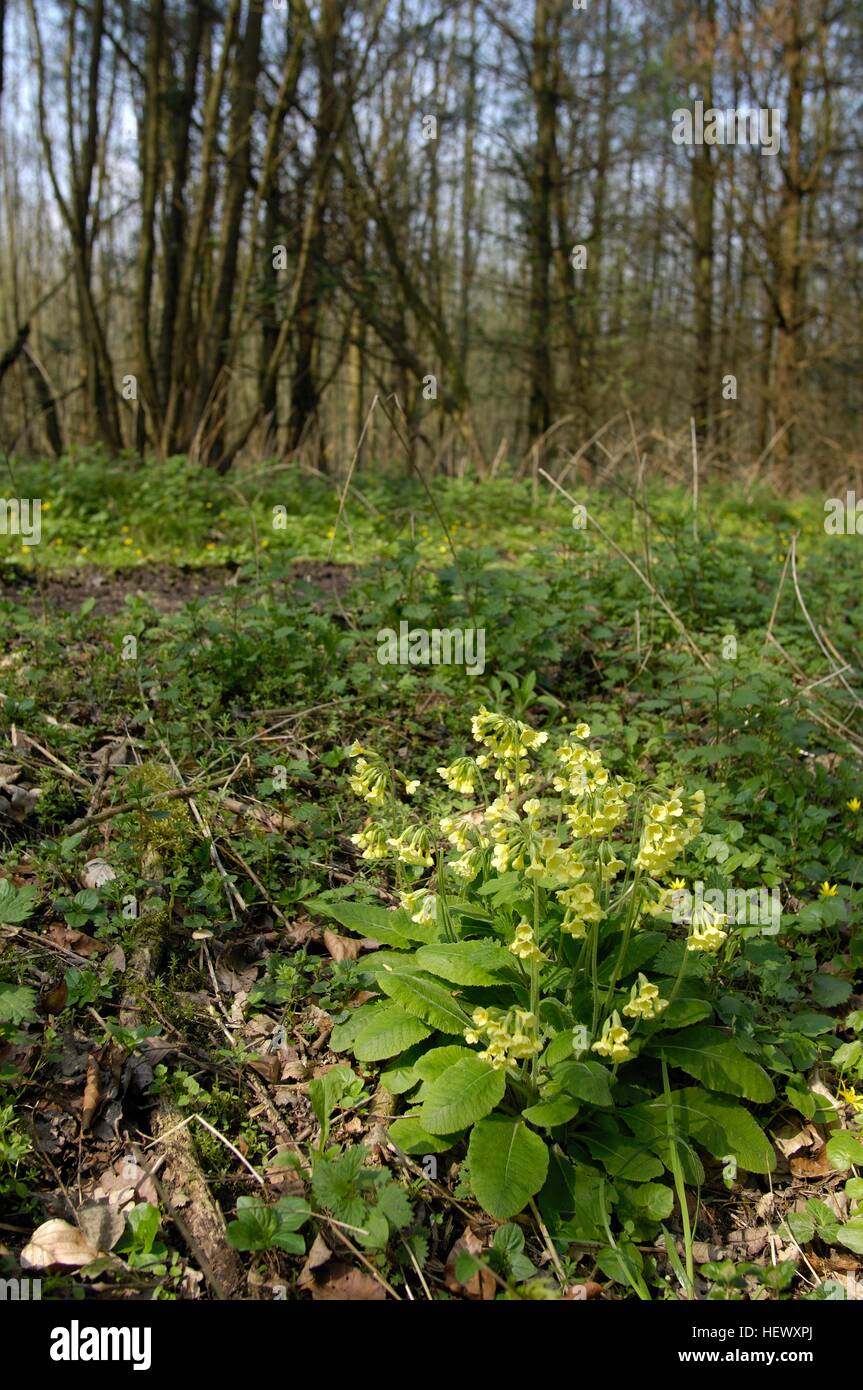 True Oxlip (Primula elatior) flowering at spring Stock Photo - Alamy