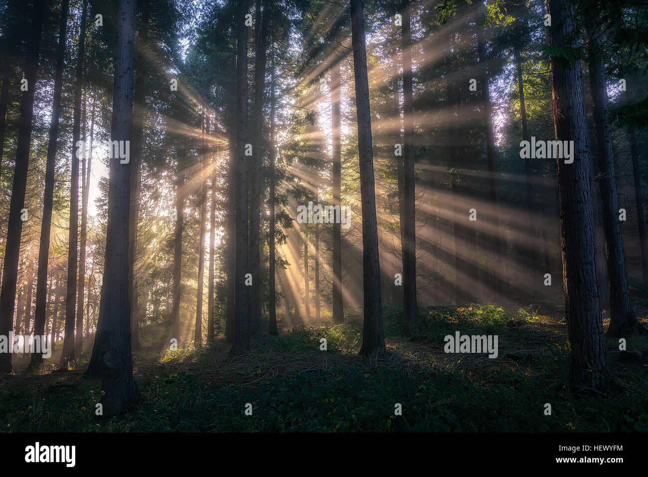 Sun rays hi-res stock photography and images - Alamy