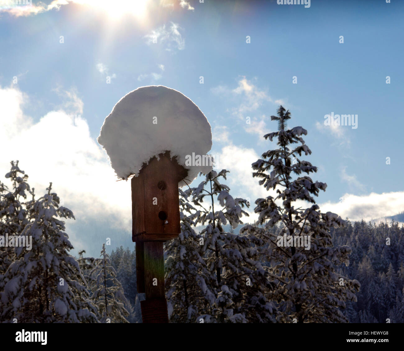 Empty birdhouse hi-res stock photography and images - Alamy