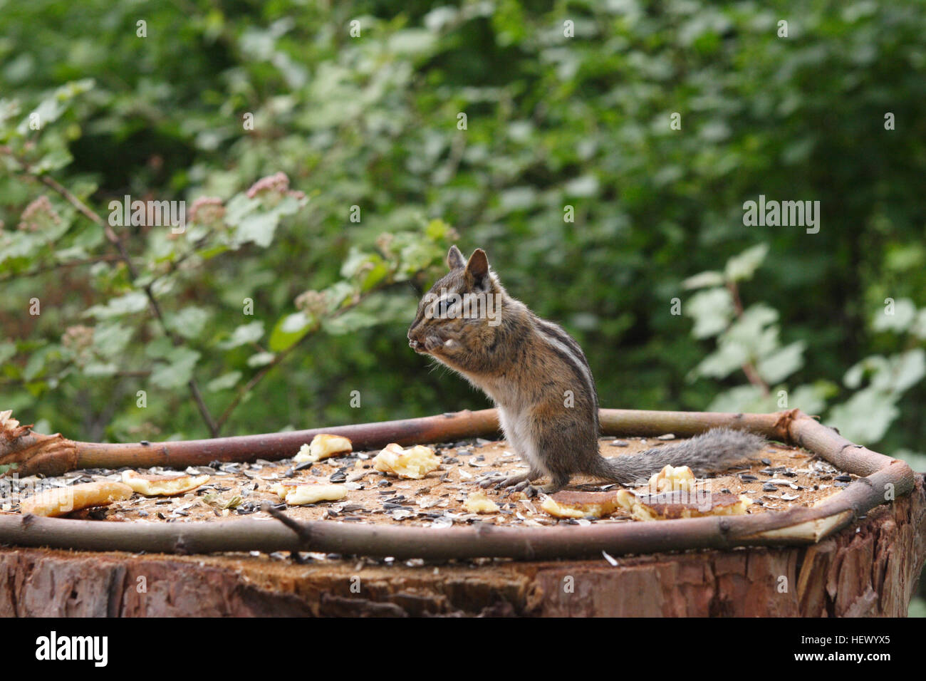 Chipmunk in classic eating pose Stock Photo - Alamy