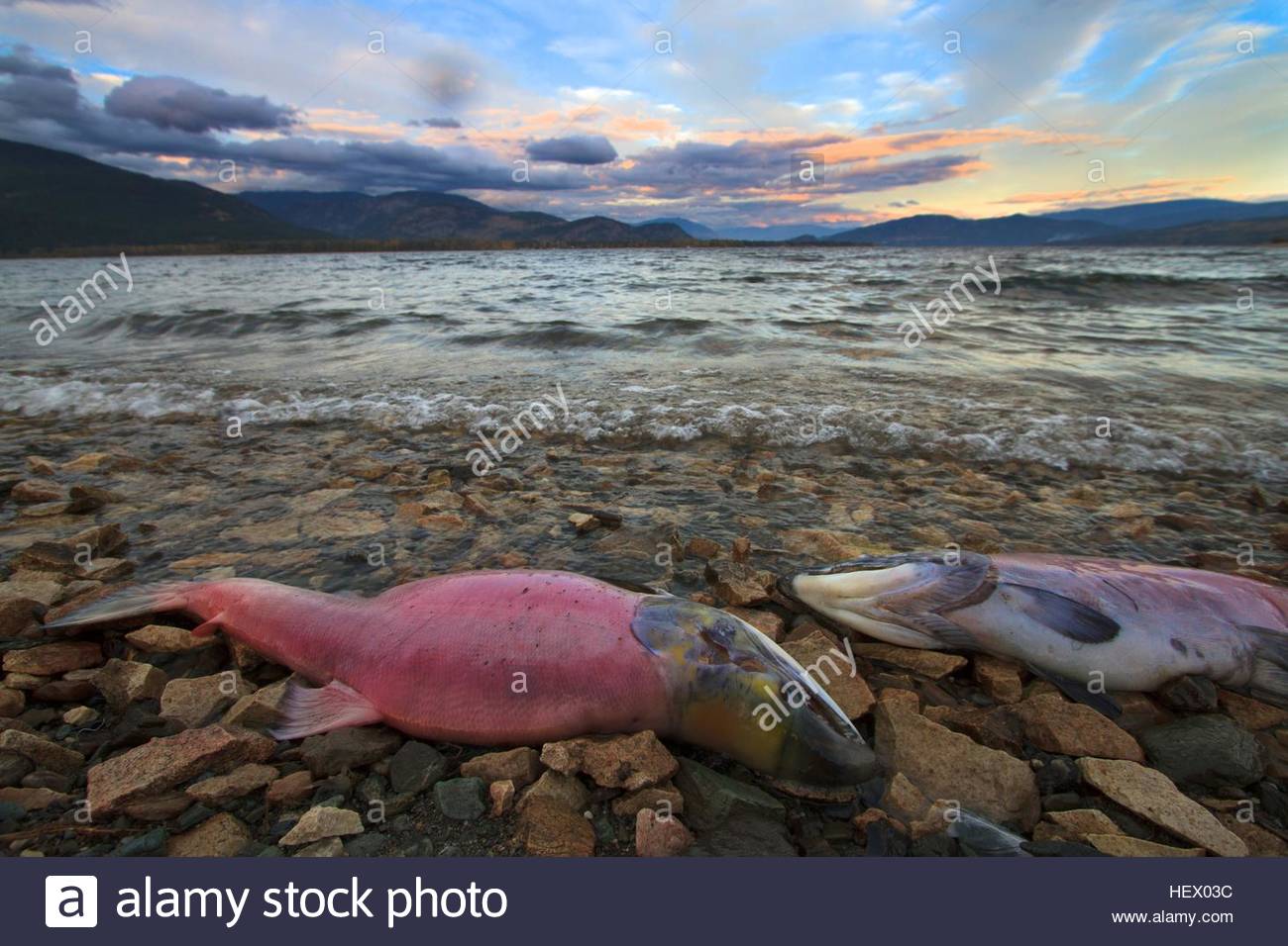 Spawned Stock Photos & Spawned Stock Images - Alamy