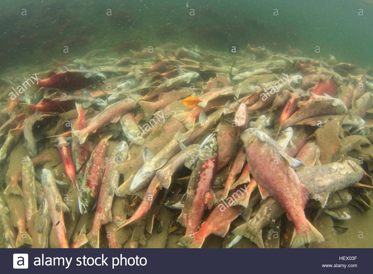 Dead Salmon River High Resolution Stock Photography and Images - Alamy
