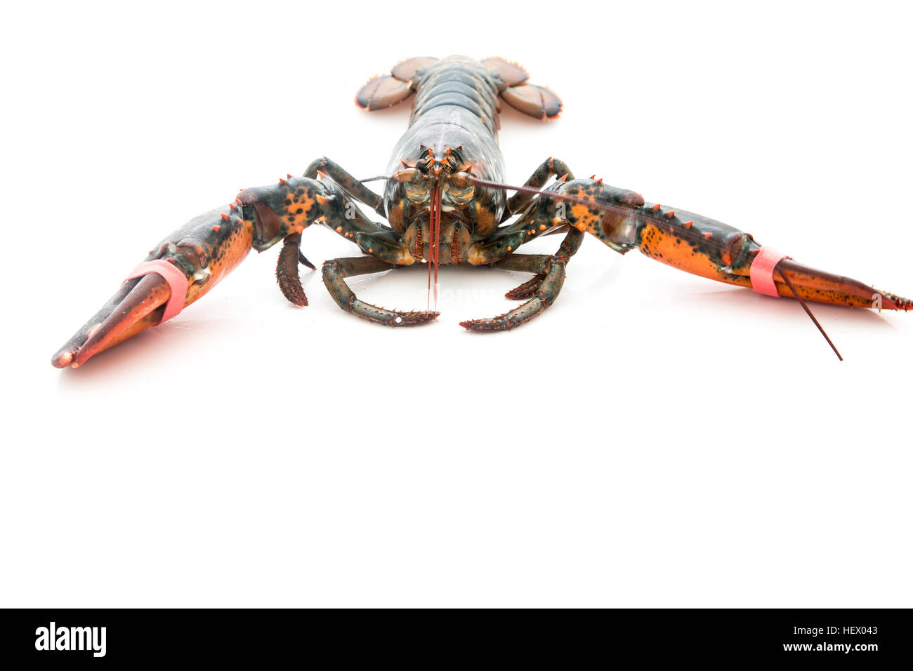 Homarus gammarus isolated hi-res stock photography and images - Alamy