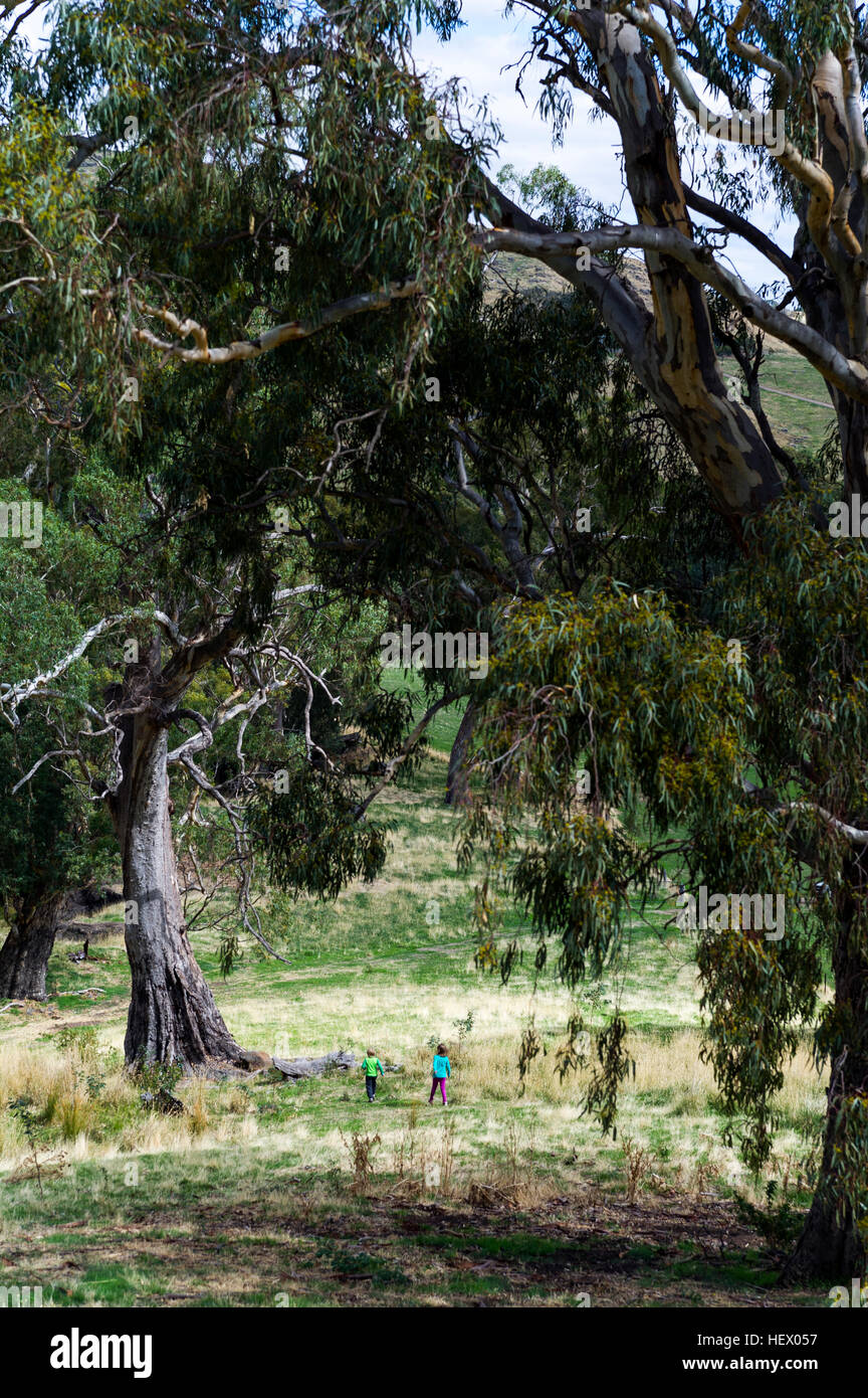 Children walking between huge gum trees in a farm paddock Stock Photo ...