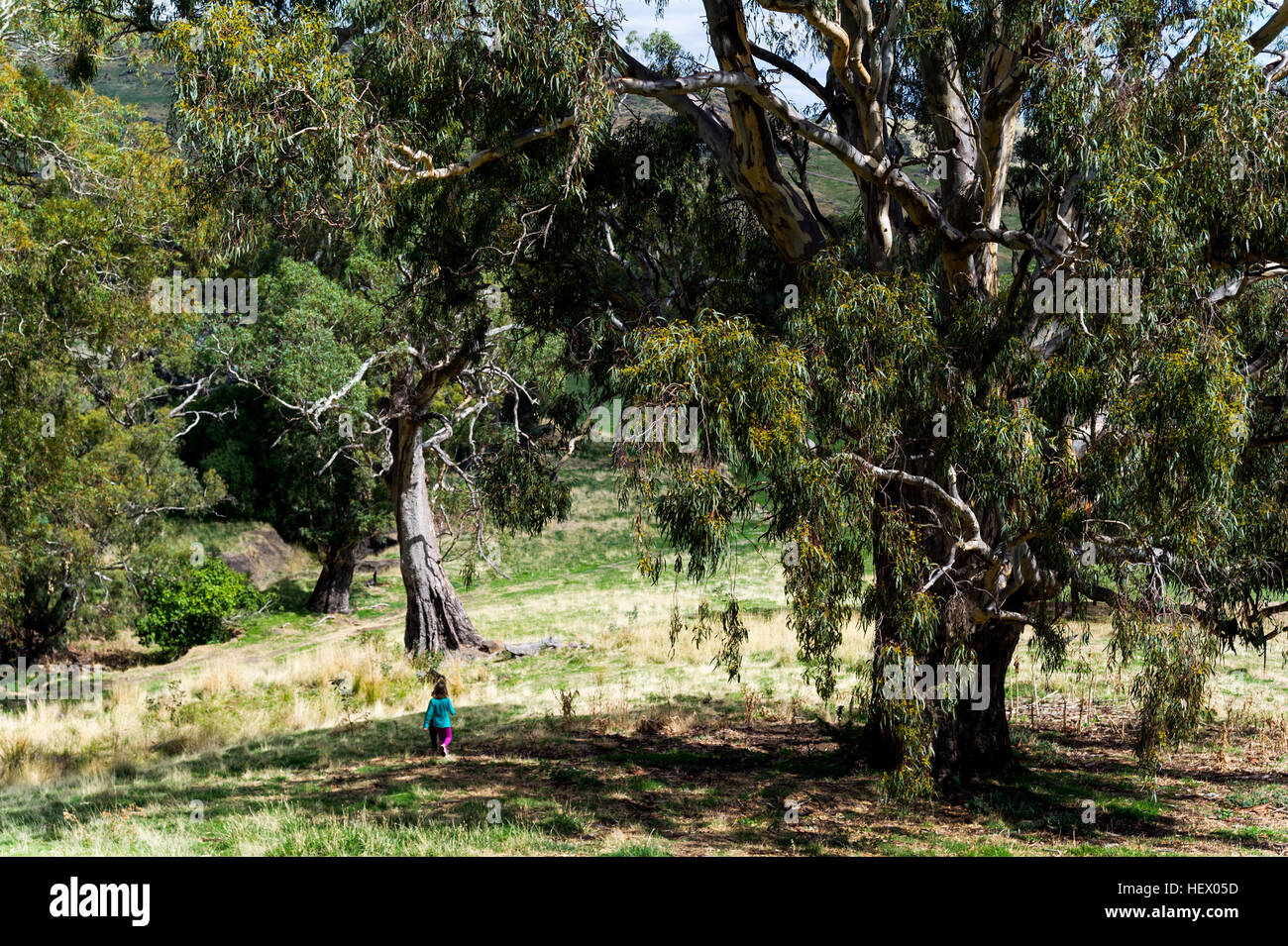 Children walking between huge gum trees in a farm paddock Stock Photo ...