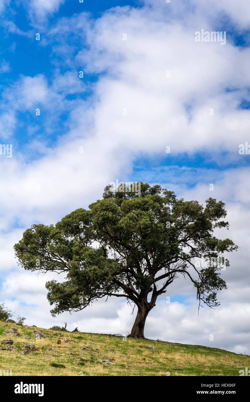 A lone Yellow Box eucalyptus tree on a farm on a summers day Stock ...