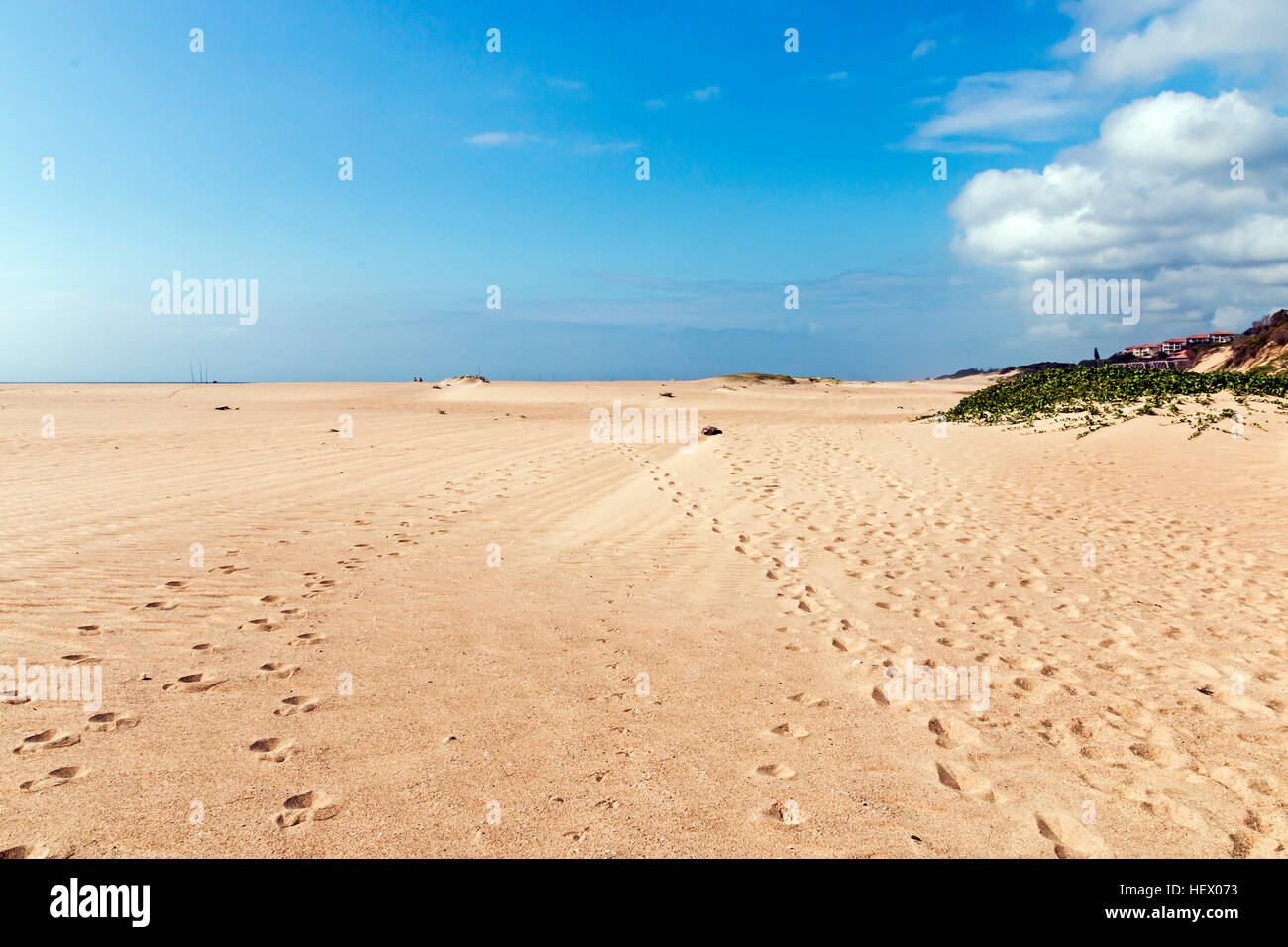 Indigenous plant growing in the beach sand on dune on beach landscape ...