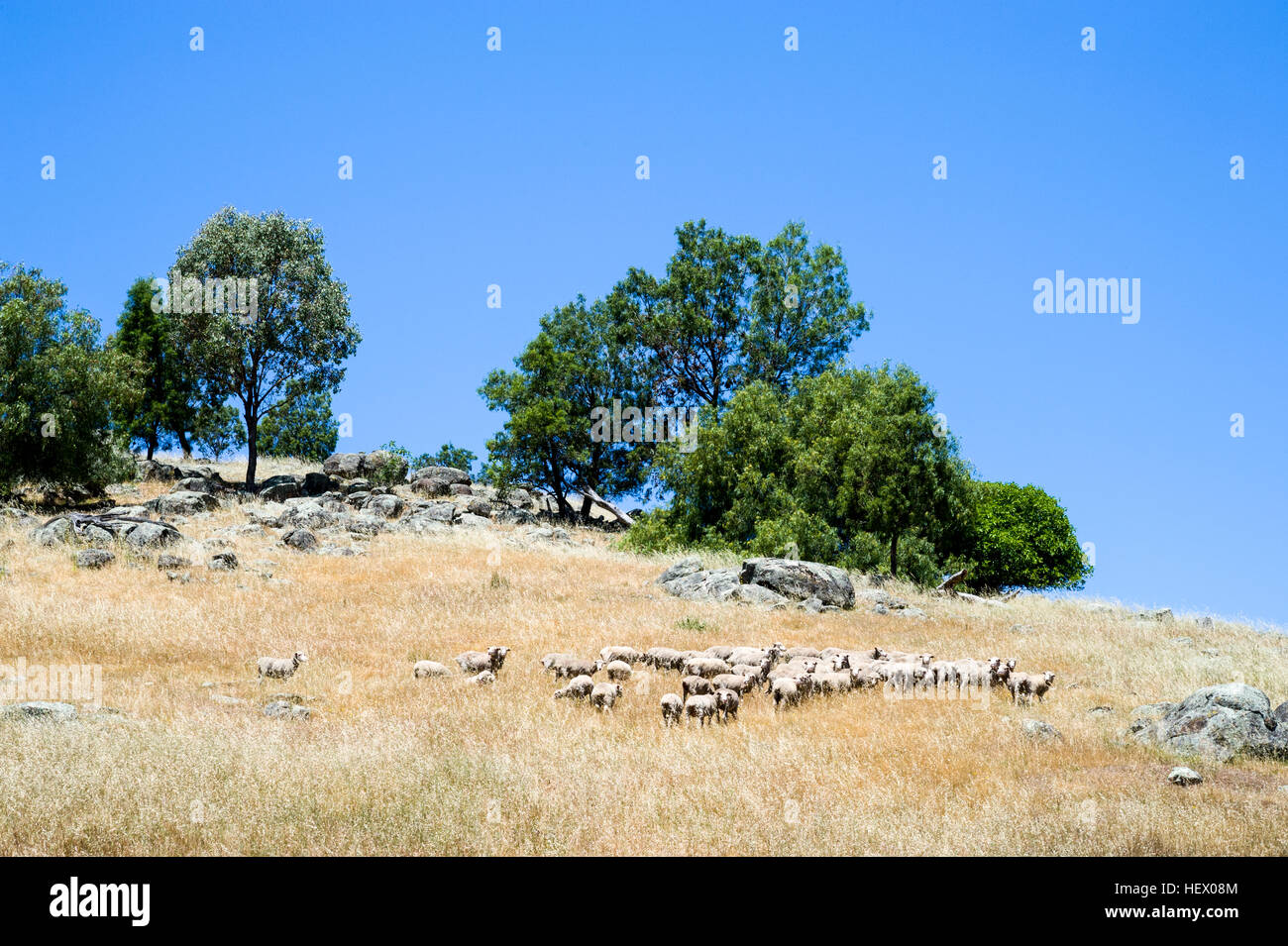Merino sheep hi-res stock photography and images - Alamy