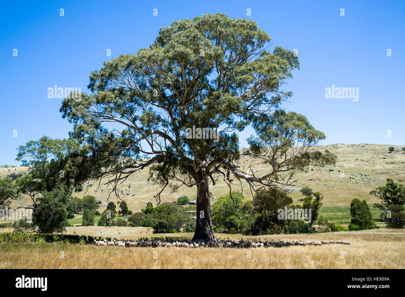 Merino sheep hi-res stock photography and images - Alamy