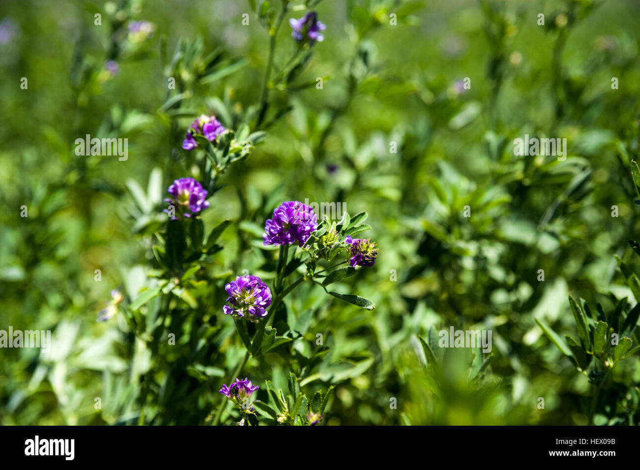A field of flowering lucerne hay in a farm paddock Stock Photo - Alamy