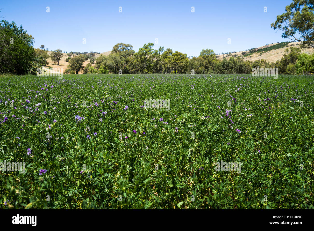 Lucerne hay hi-res stock photography and images - Alamy