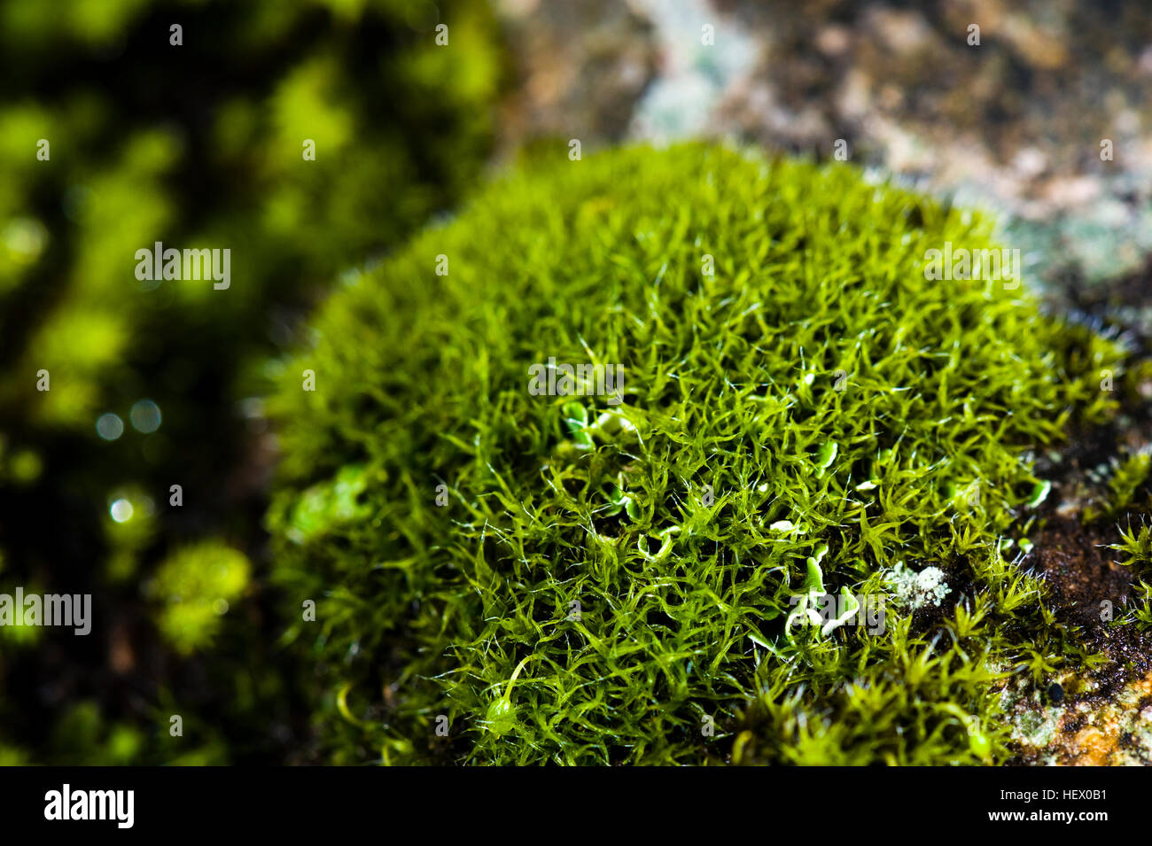 Bryophyte hi-res stock photography and images - Alamy