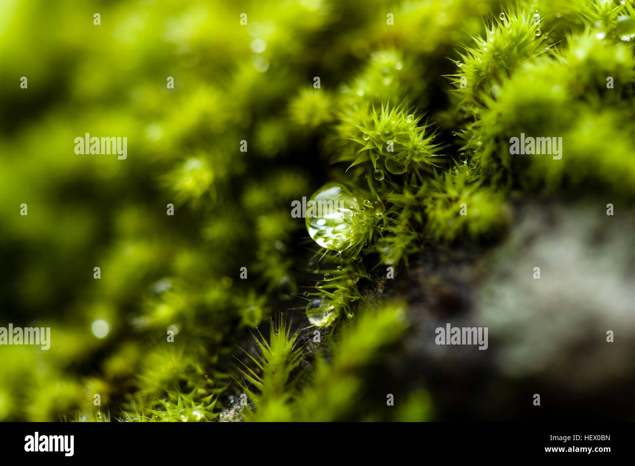 A dew drop hanging from the tip of a moss colony carpeting a boulder ...