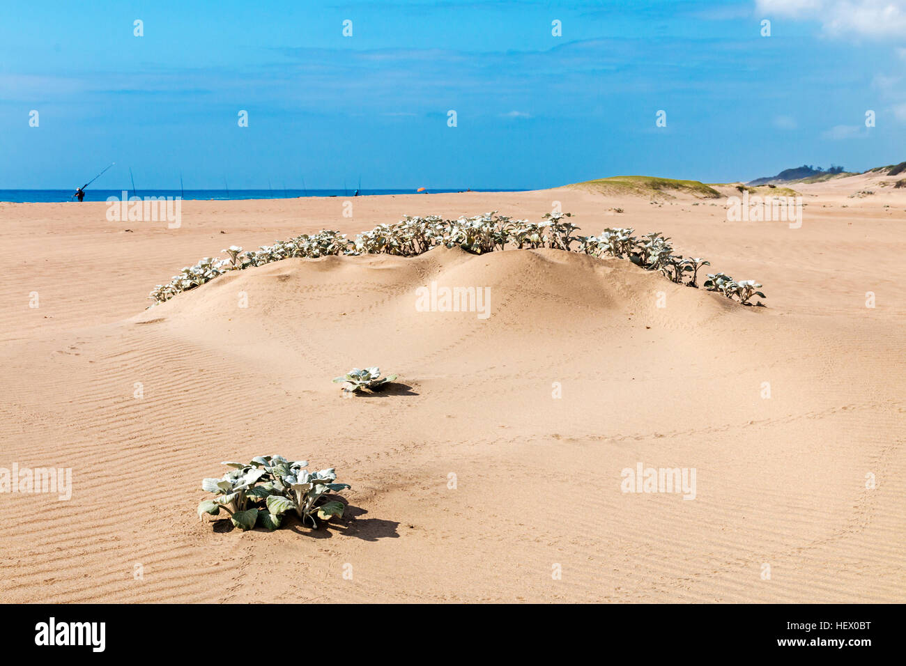 Indigenous dune plant growing in the beach sand against ocean skyline ...
