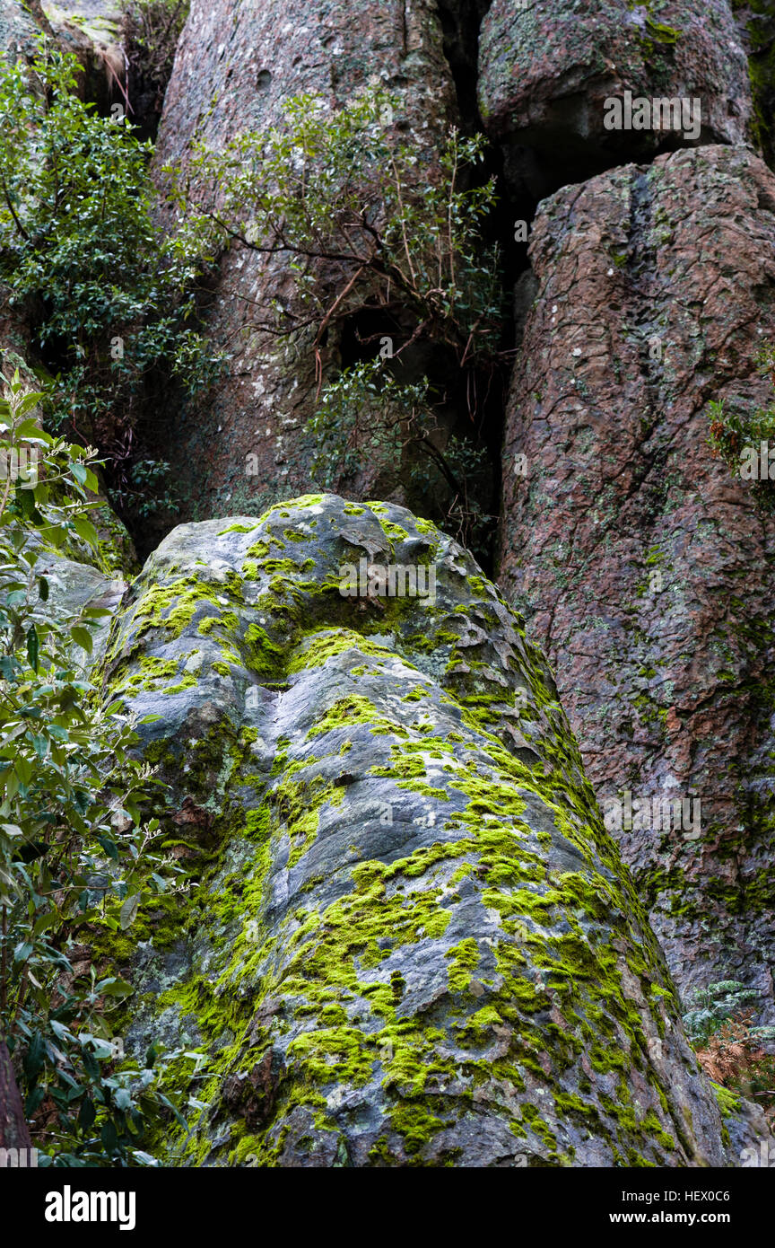 A moss and bryophyte colony growing on the surface of a rock pillar ...