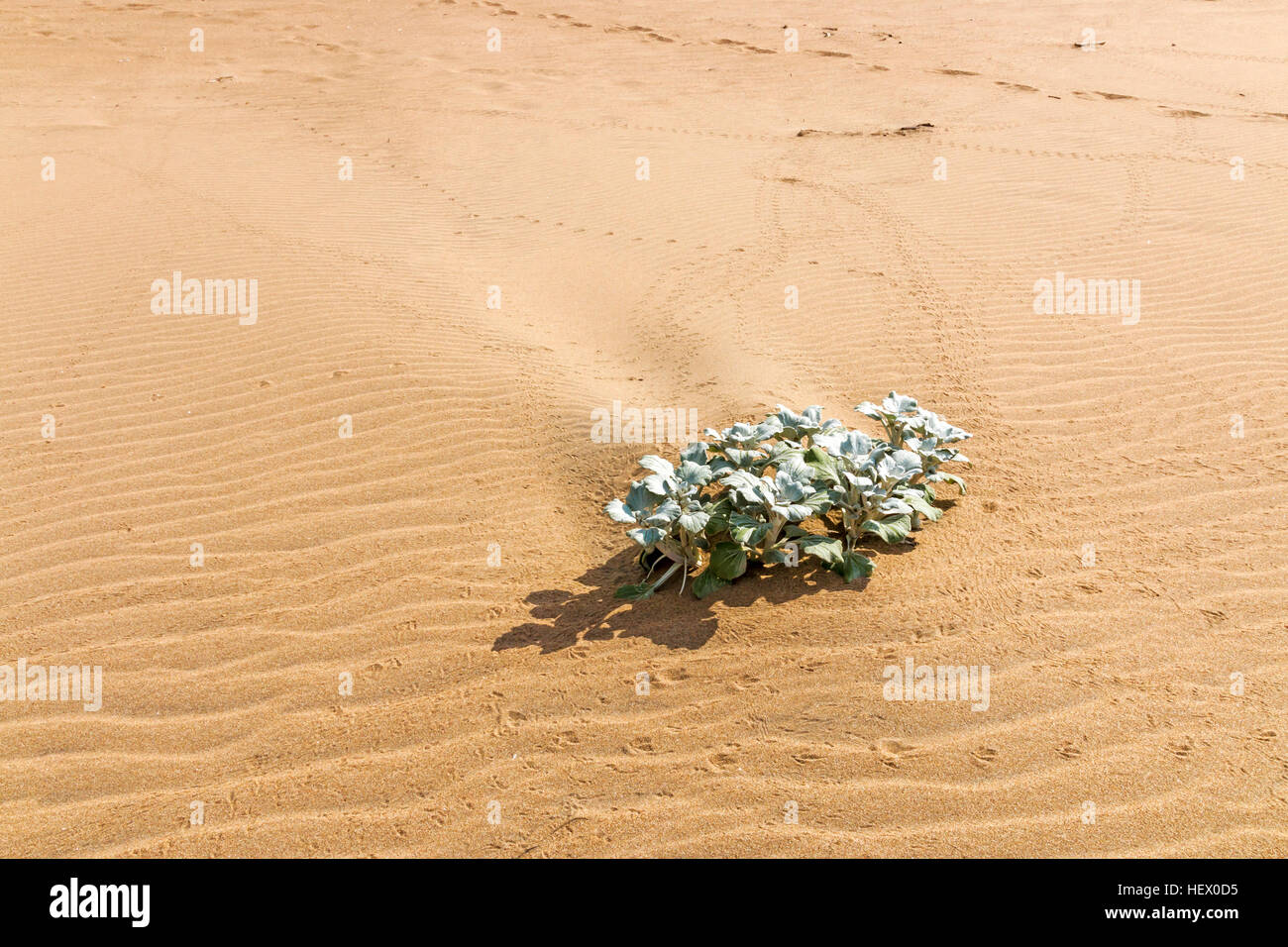 Indigenous dune plant growing in the beach sand patterns and texture ...