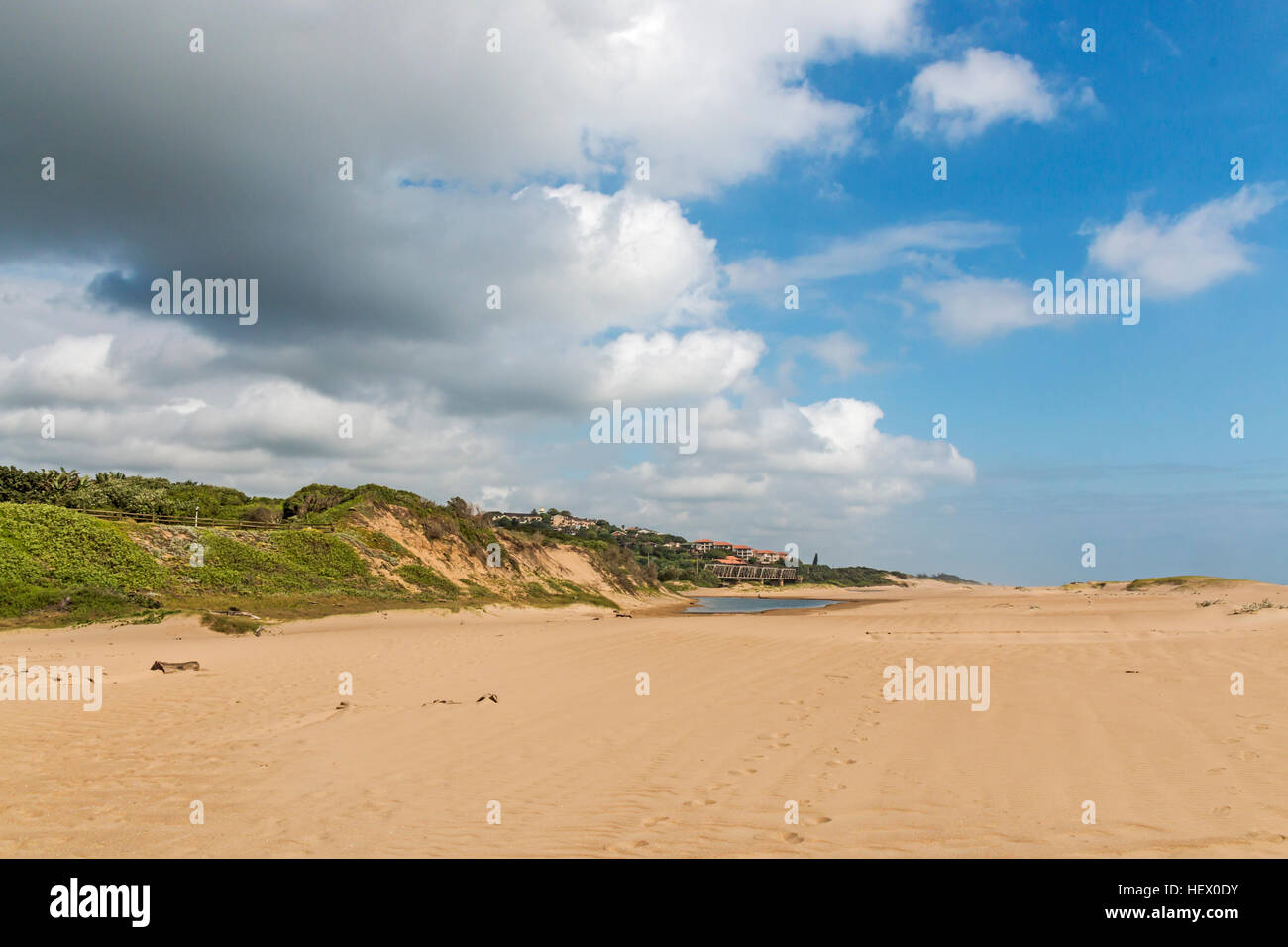 Indigenous plant growing in the beach sand on dune on beach landscape ...