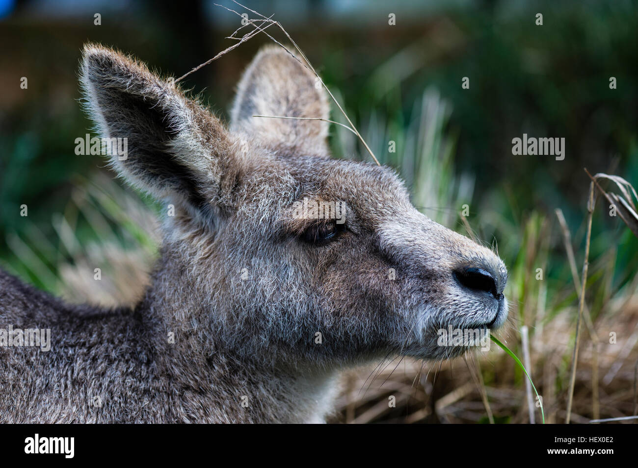 An Eastern Grey Kangaroo feeding and chewing on grasses on a winters ...
