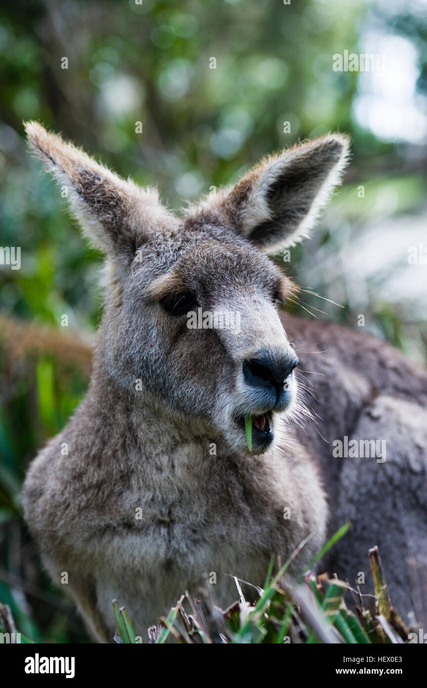 An Eastern Grey Kangaroo feeding and chewing on grasses on a winters ...
